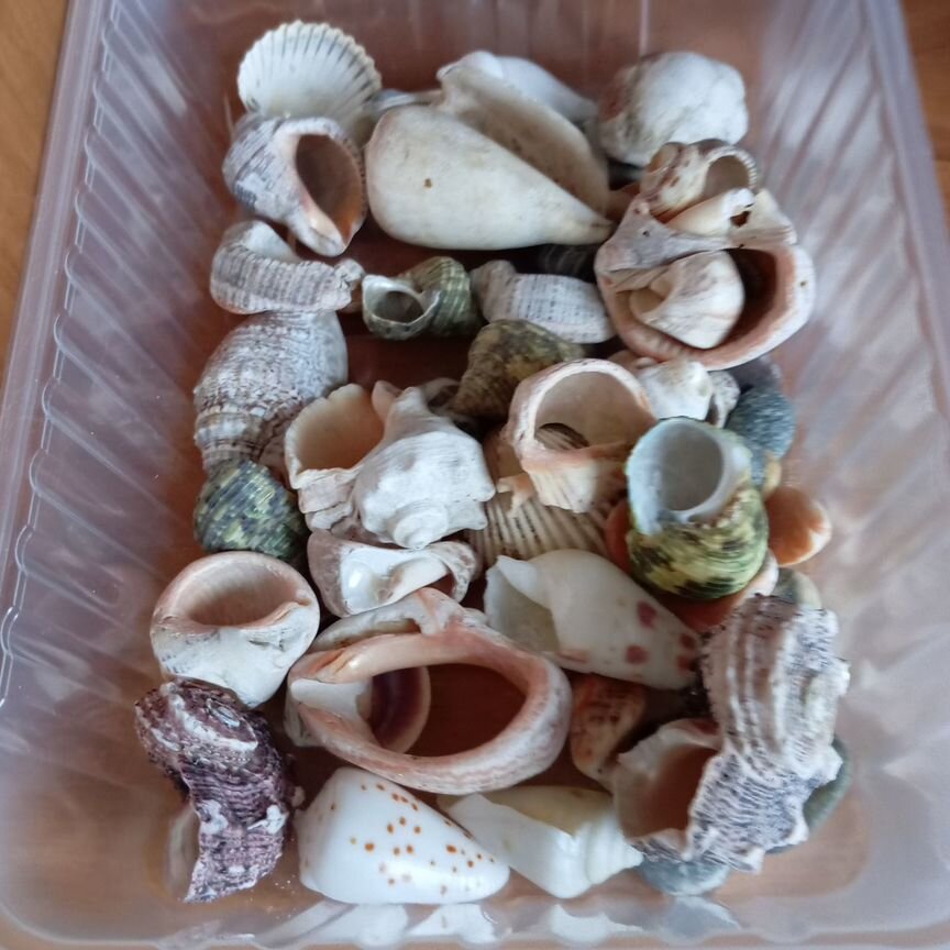 Морские ракушки раковины
