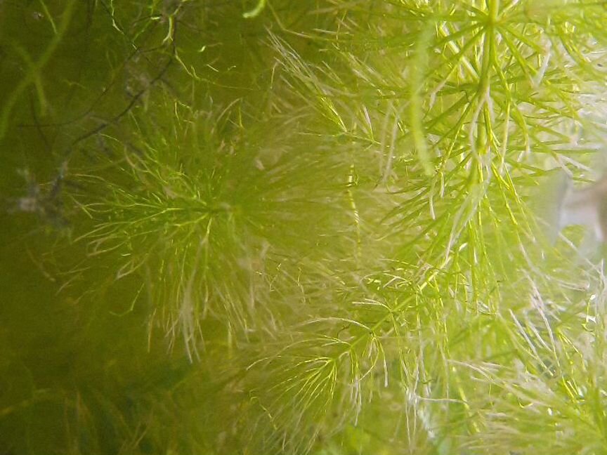 Роголистник и ряска