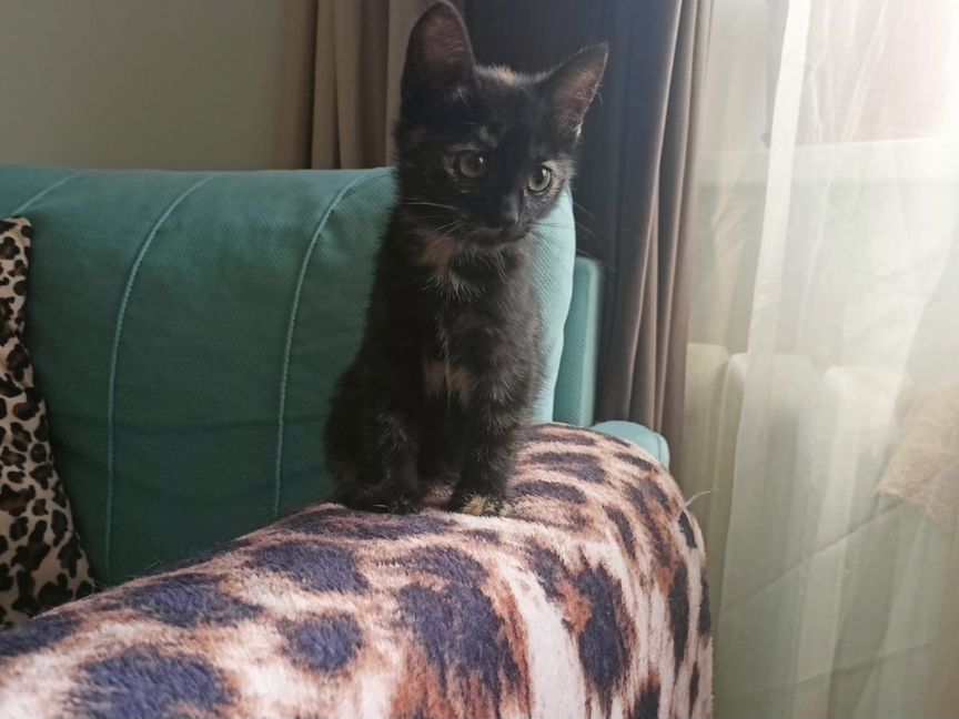 Котенок девочка 4 мес