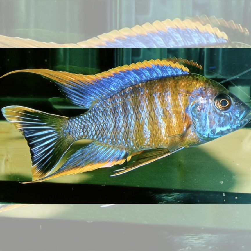 Аулонокара, йодотрафеус