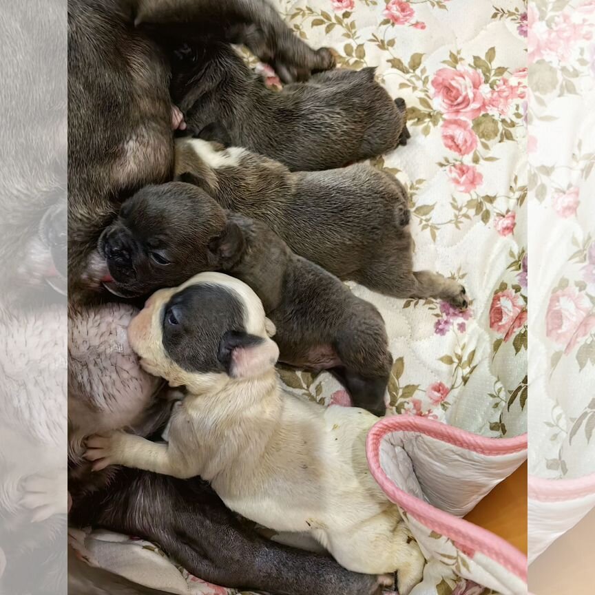 Французкий бульдог щенки