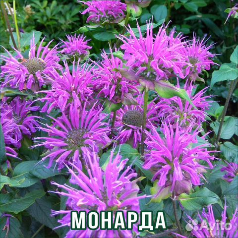 Монарда, бересклет, примулы, хризантема, дороникум купить в Санкт ...