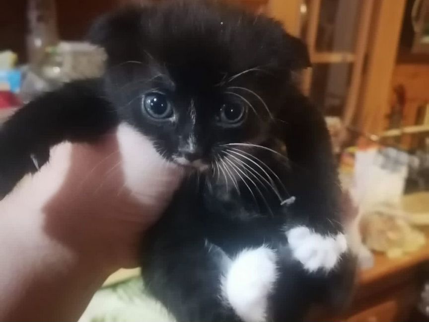 Отдам котят в добрые руки