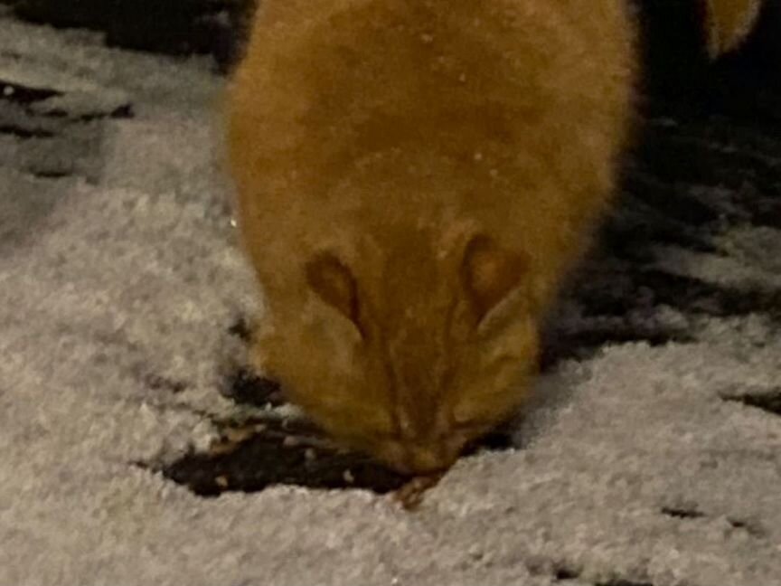 Рыжий котик