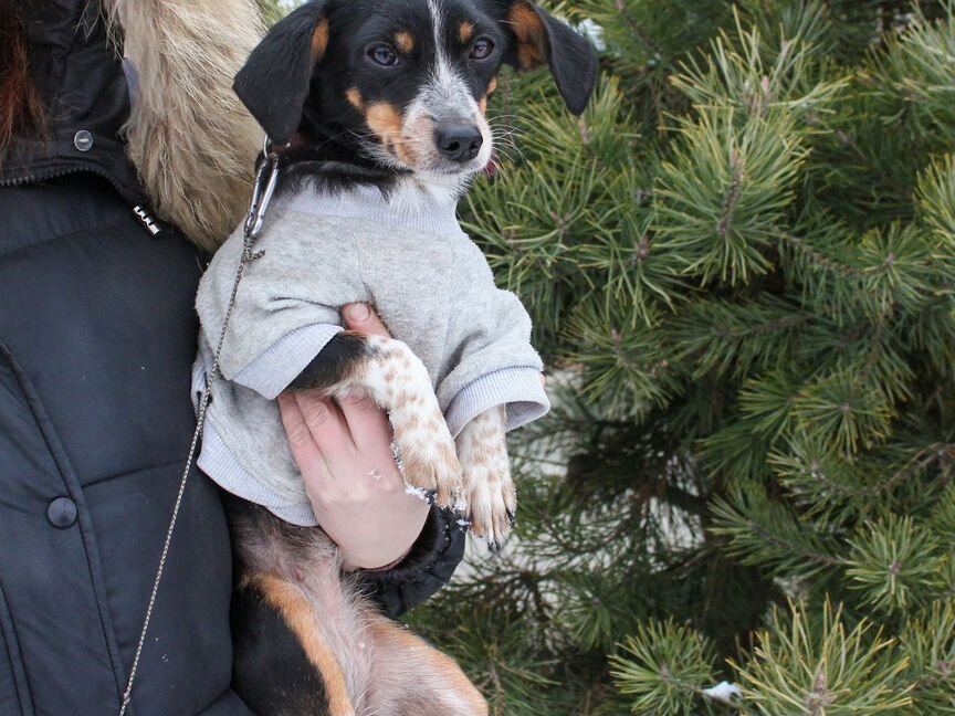 Малышка Кнопка ищет добрые ручки