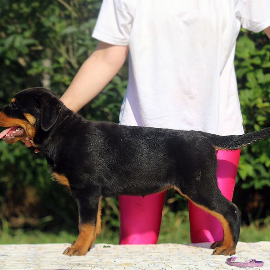 Звезда Давида Алекса ротвейлер щенок