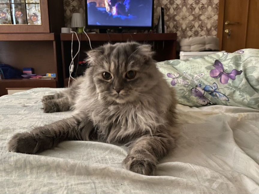 Шотландская вислоухая кошка в добрые руки