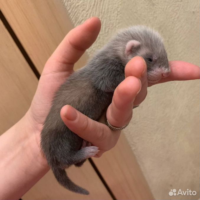 Хорек малыш