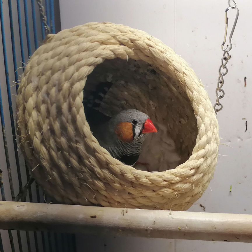 Амадины зебровые на обмен
