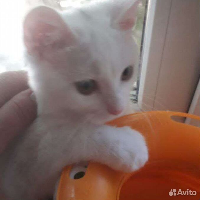 Котенок девочка беленькая в добрые руки