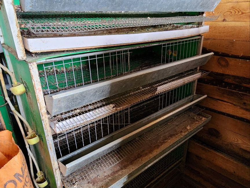 Оборудование для перепелок,кроликов