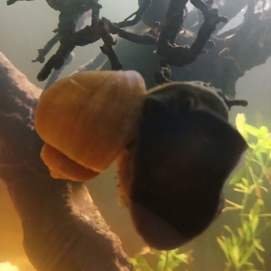 Ампулярии бесплатно