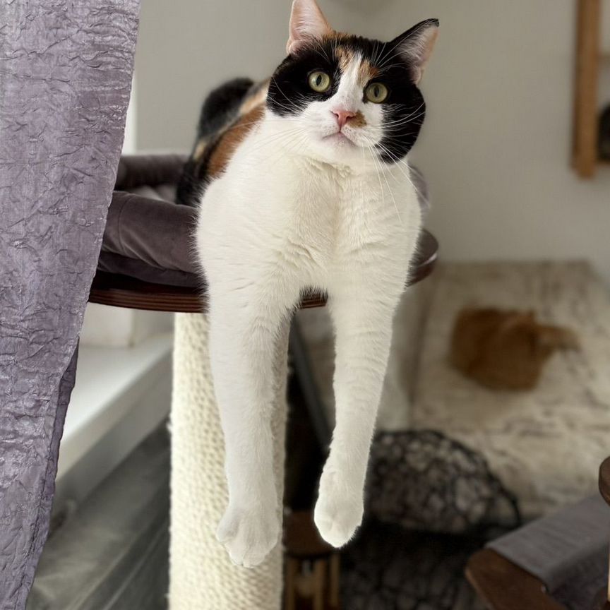 Взрослая, кошка в добрые руки