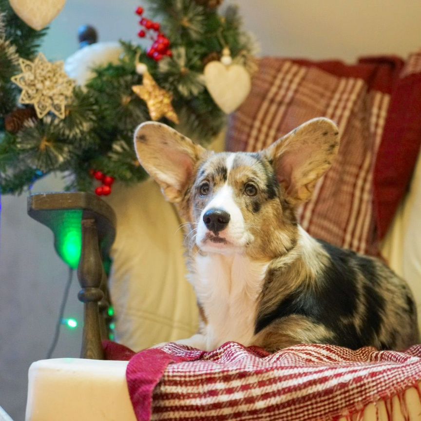 Вельш-корги щенки