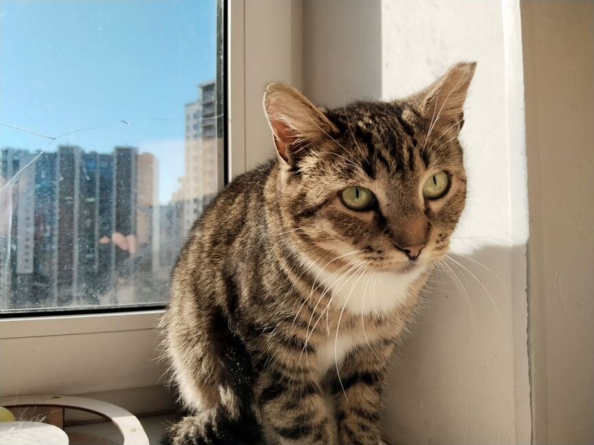 Ласковую кошечку выбросили в лютые морозы