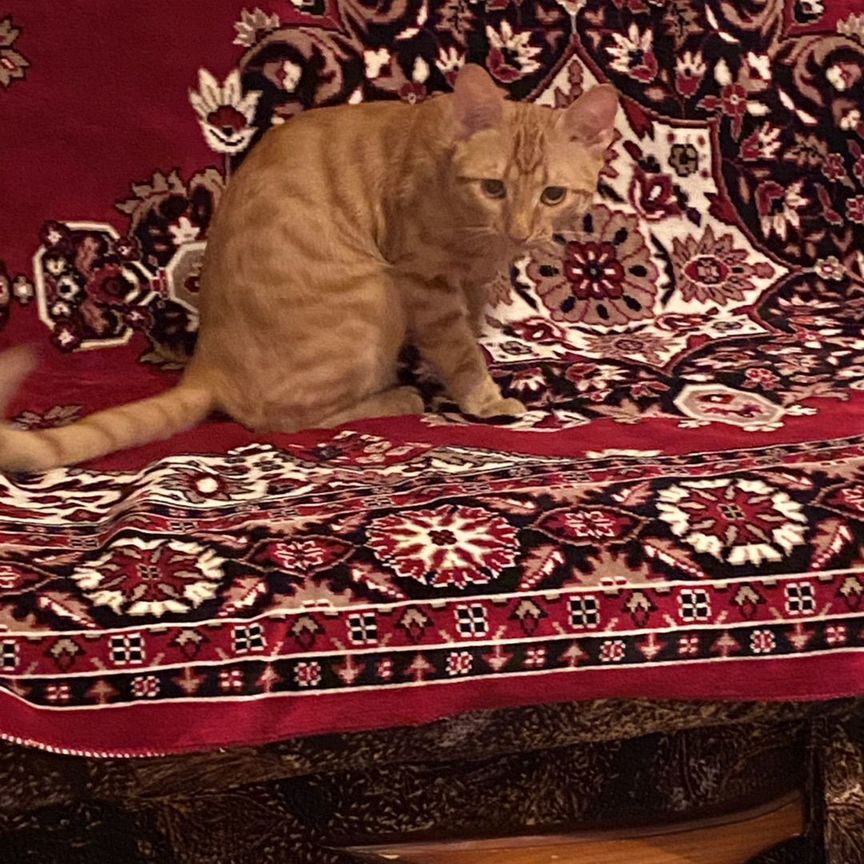 Отдам котик в добрые люди