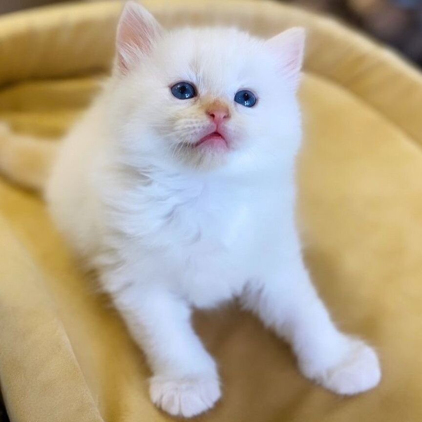 Рэгдолл котёнок