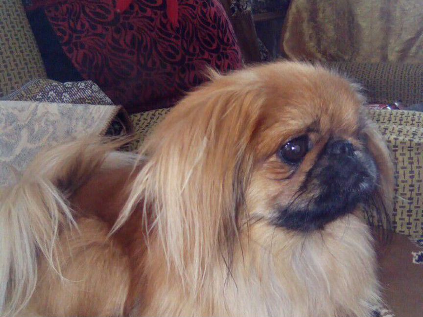 Вязка Пекинес