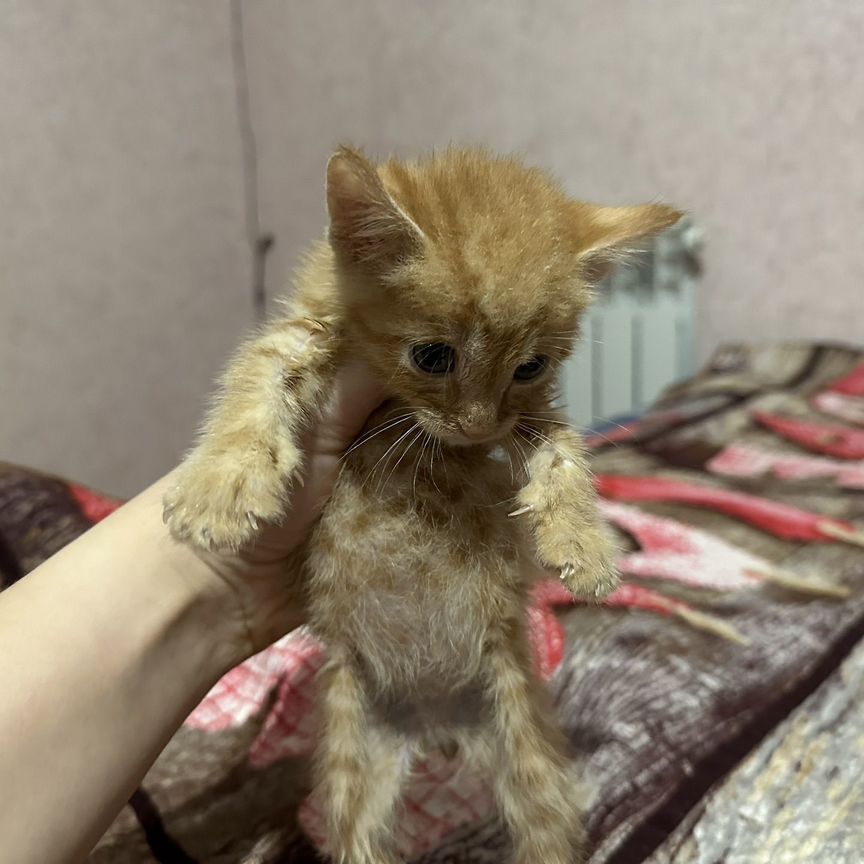 Котенок в добрые руки