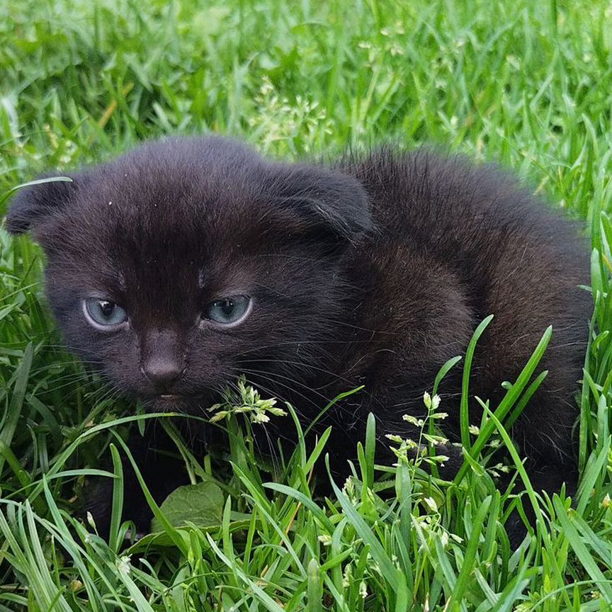 Черный котенок