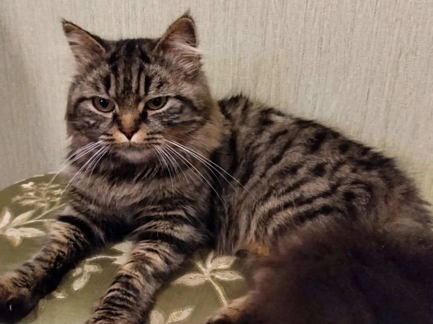 Кошка