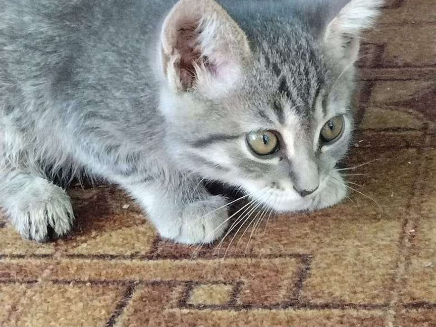 Кошка в дар бесплатно