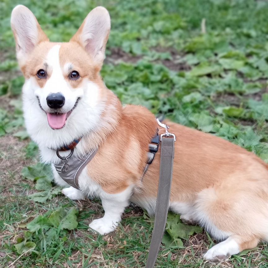 Вельш Корги Пемброк, вязка