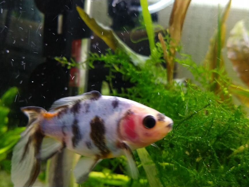 Рыба вуалехвост