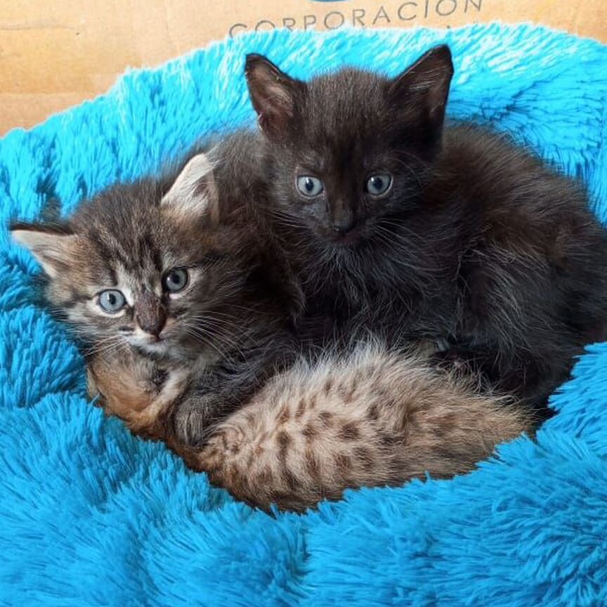 Отдам котят
