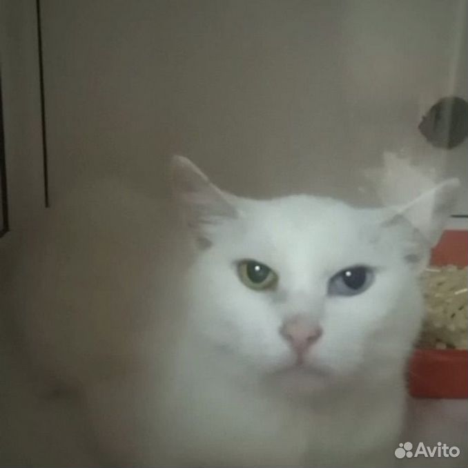 Турецкая ангора кхао мани белая кошка