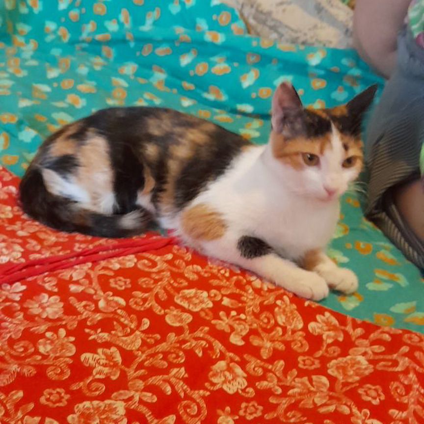 Девочка-Черепашка счастье в доме. Стерильна 7мес