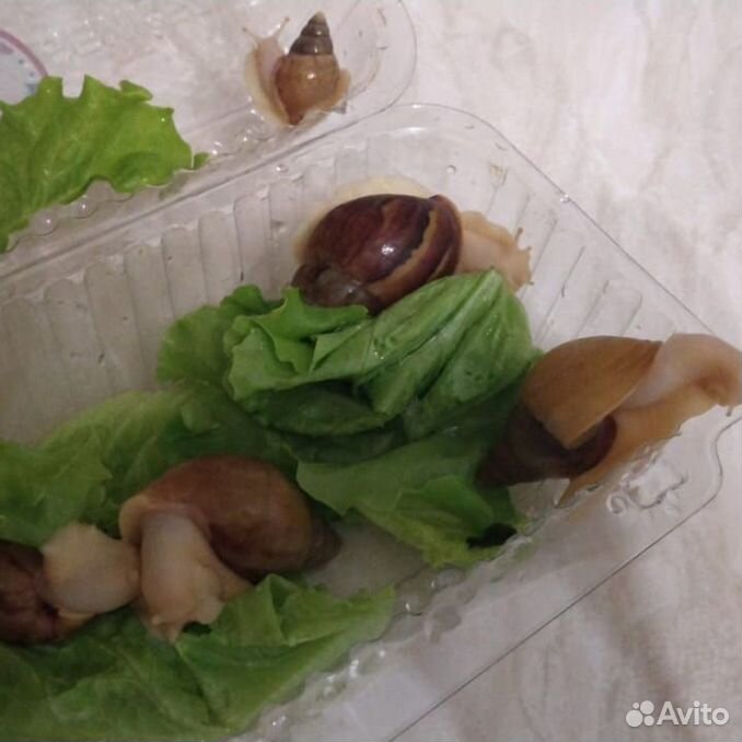 Улитки Ахотины