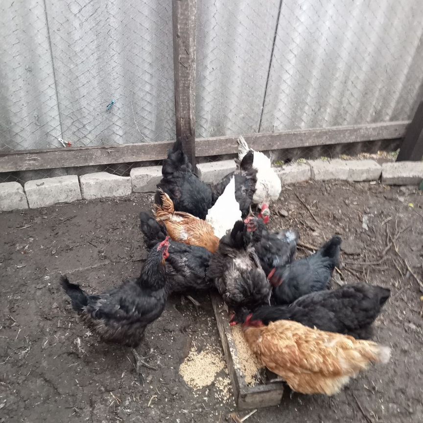 Куры несушки 15шт