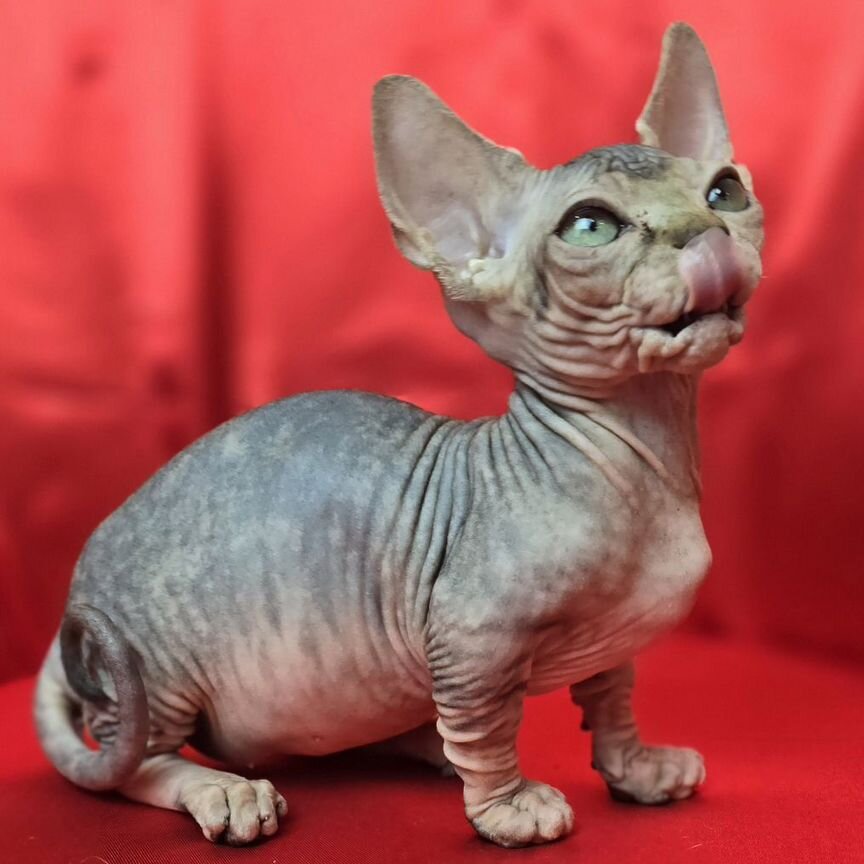 Бамбино девочка