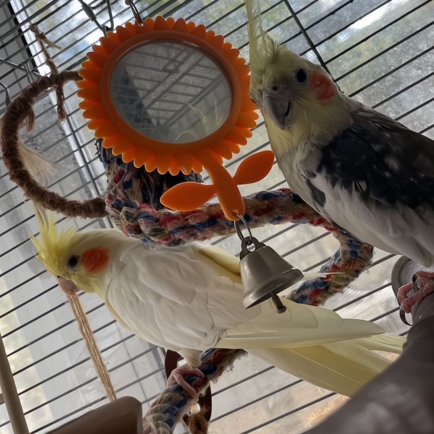 Попугай корелла с клеткой