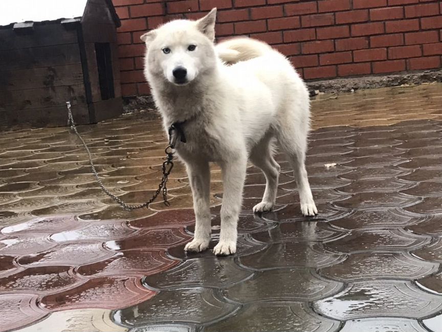 Лайка хаски