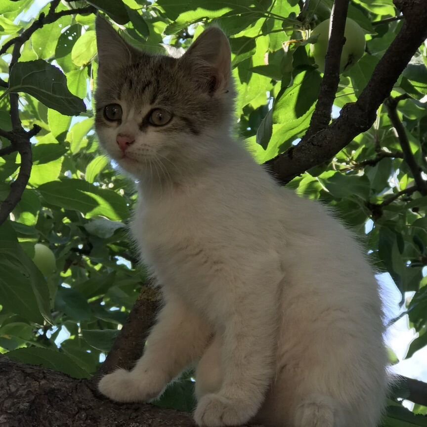 Кисочка в добрые руки