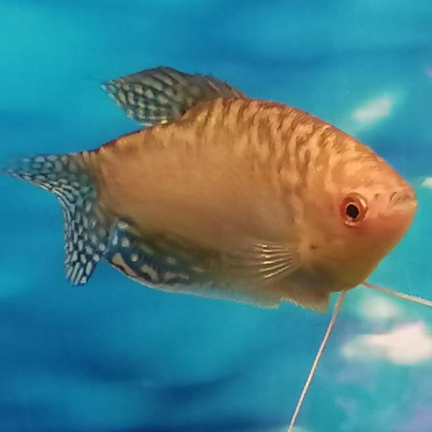 Гурами солнечный