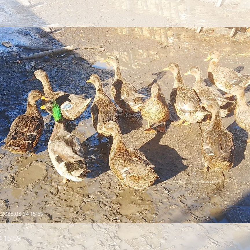 Подсадные утки для охоты