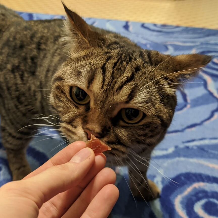 Кота бросили на усыпление