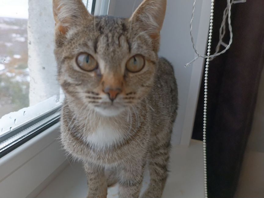 Кошка мышеловка