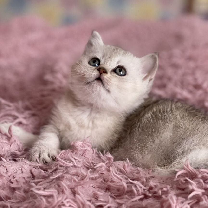 Шикарный мальчик с изумрудными глазами