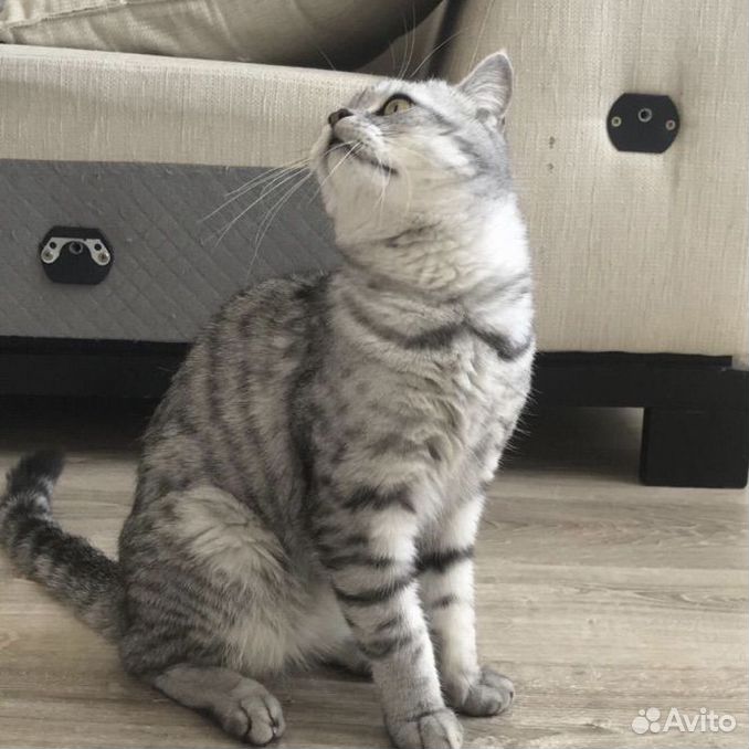 Кот Бадди в хорошие руки
