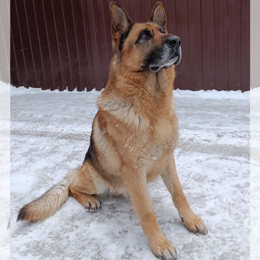 Вязка кобель (бесплатно)