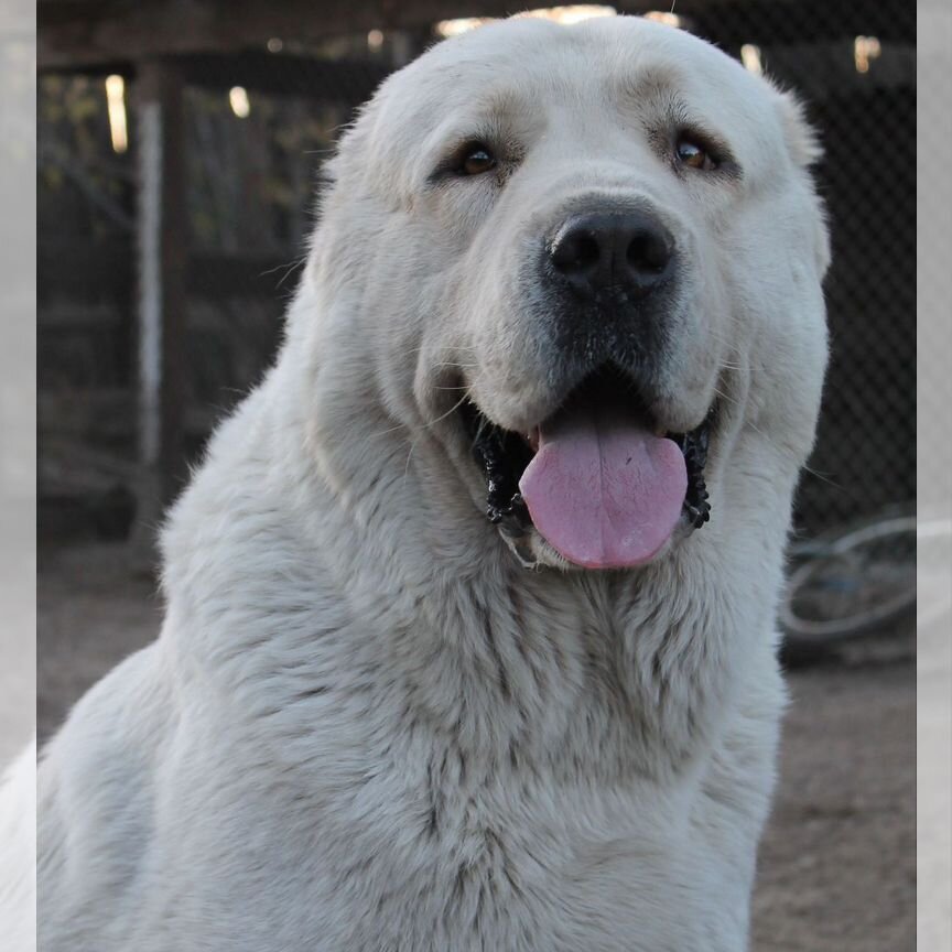 Среднеазиатская овчарка алабай вязка