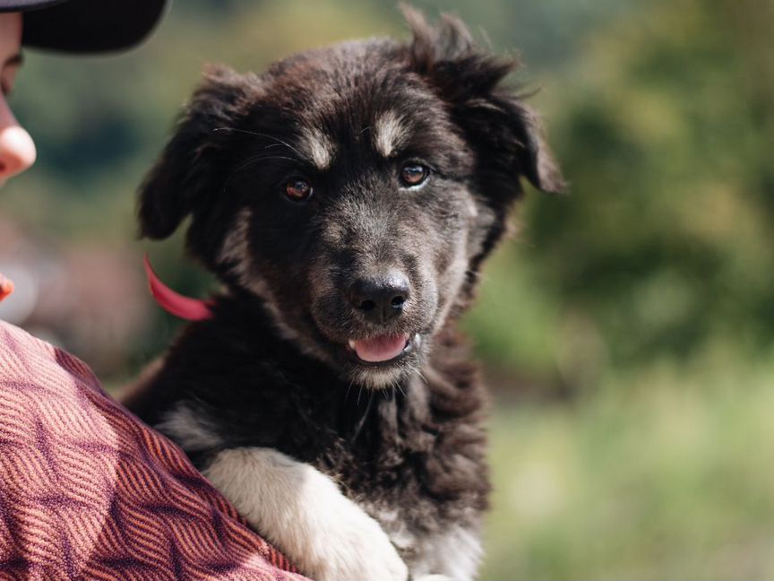 Щенок в добрые руки бесплатно