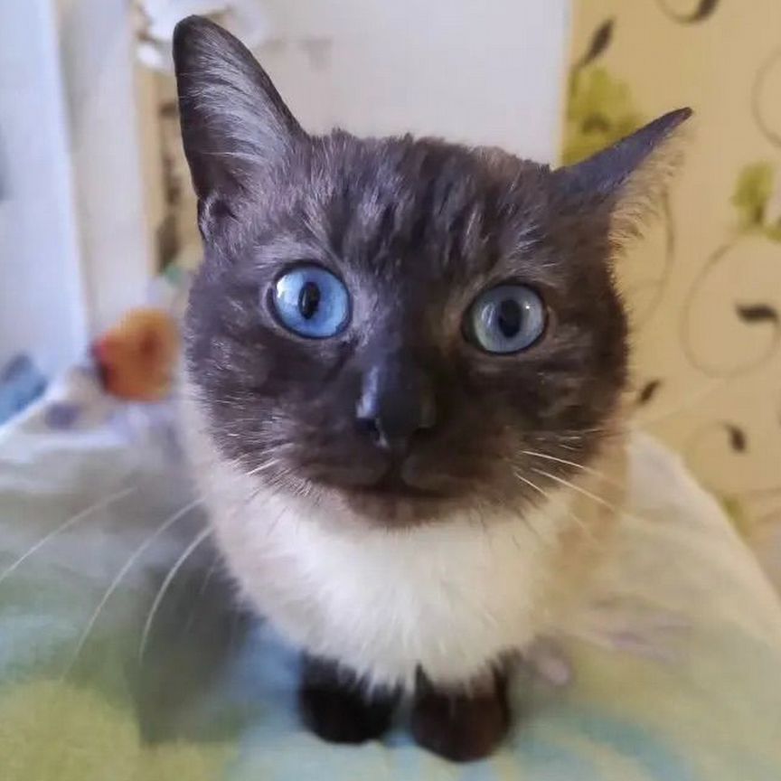 Сиамская, взрослая кошка