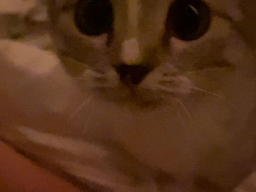 Самая нежная кошечка