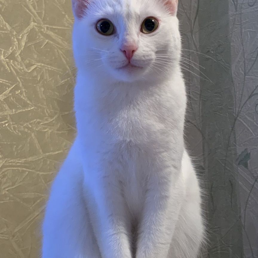 Кошка Белла