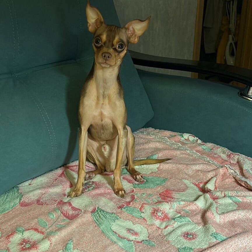 Русский той-терьер, вязка